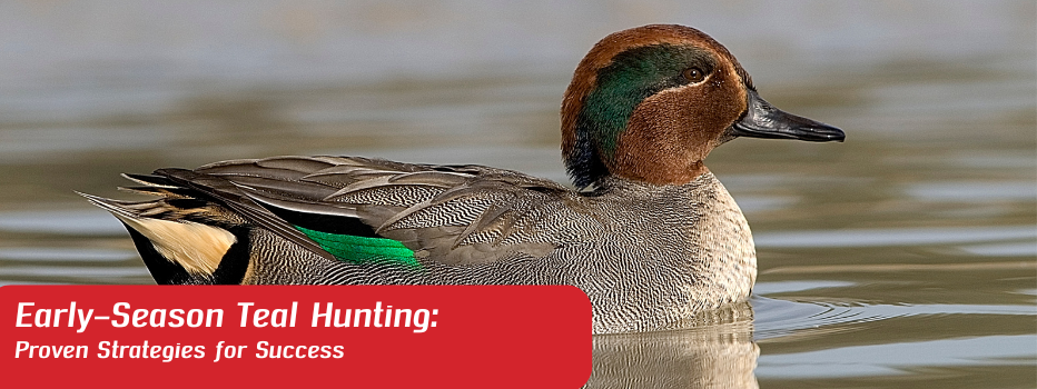 Early-Season Teal Hunting: Proven Strategies for Success | Negrini ...